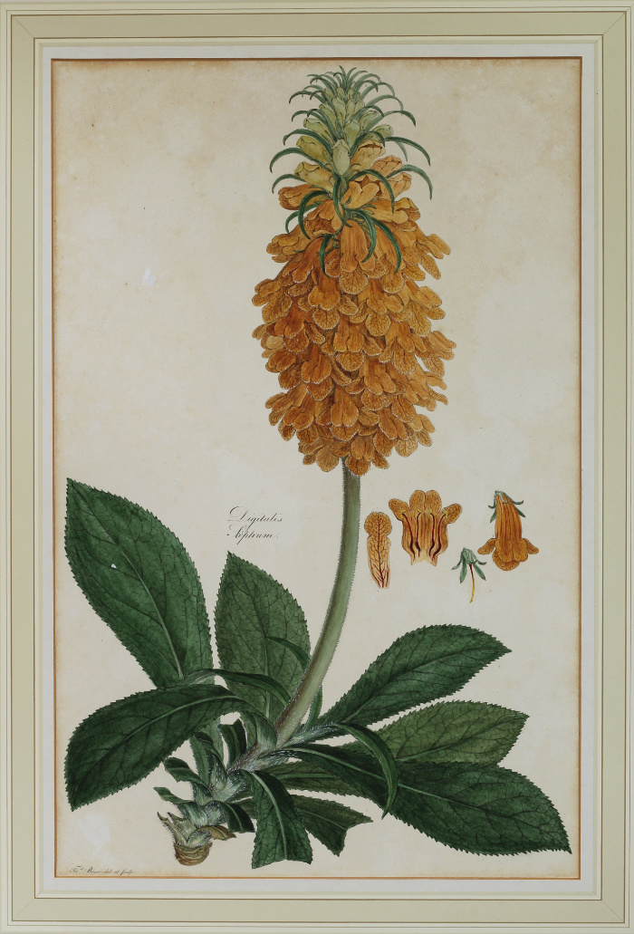 Ferdinand Lukas Bauer: 'Digitalis Sceptrum', [1821]. £495 · Type & Forme